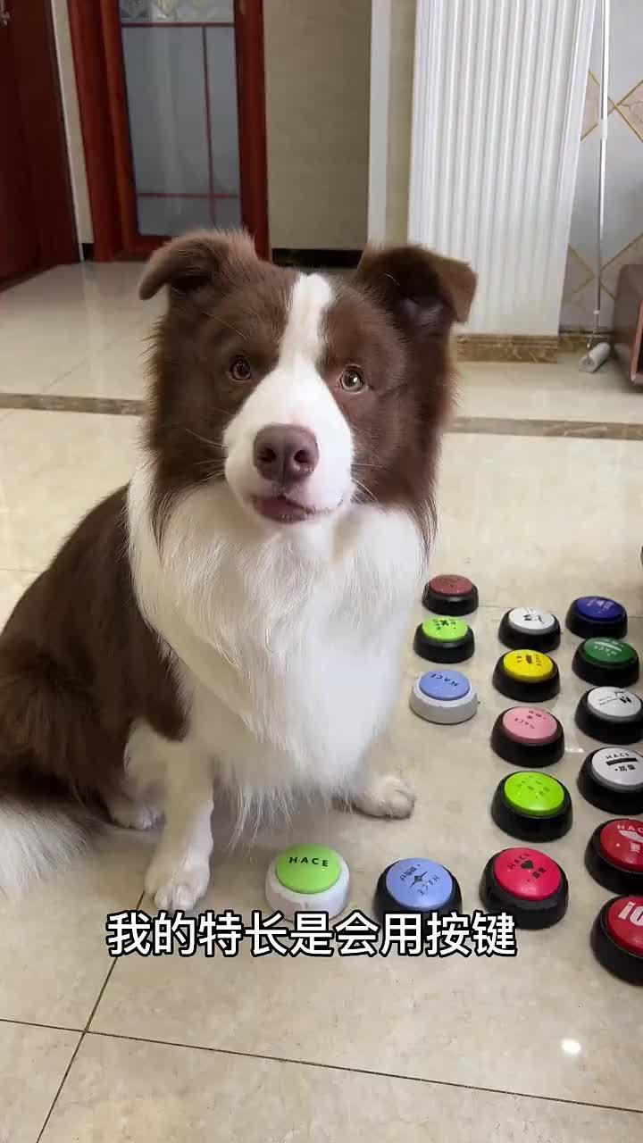 小狗的自我介绍萌宠狗狗