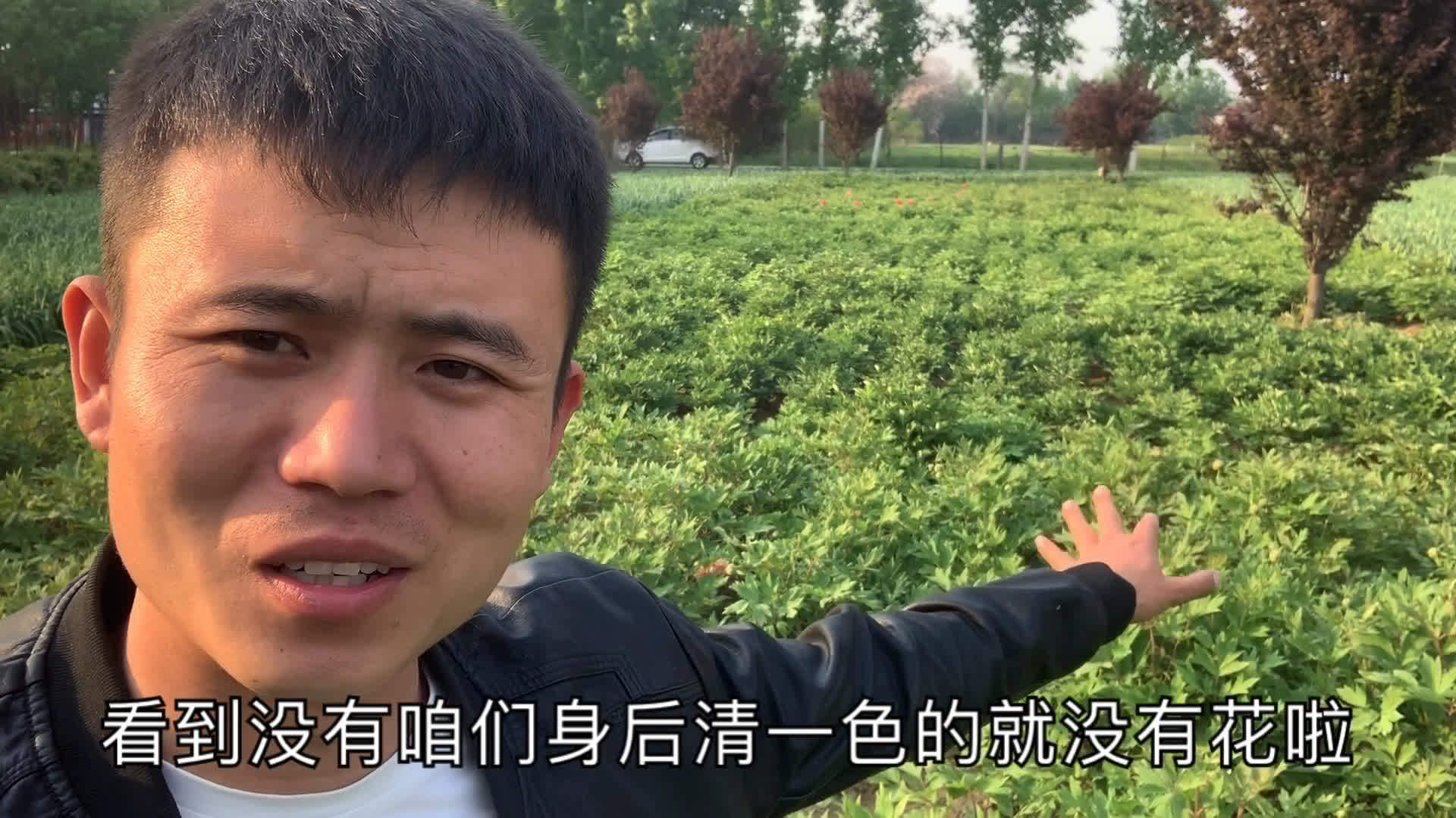 牡丹种植的最佳季节已经过啦要想种活牡丹选对季节最关键