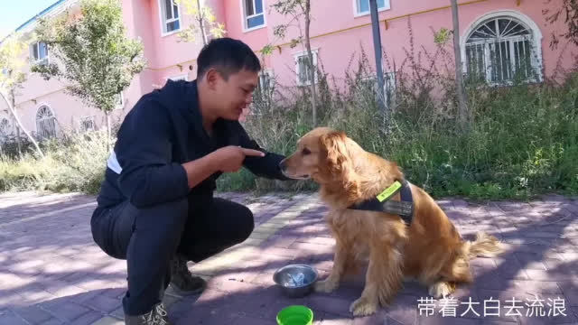 测试狗狗鼻子的灵敏度,主人跟金毛玩了个游戏