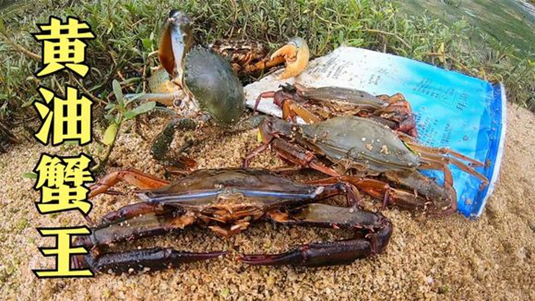 排水口海鲜大泄漏,引来成群"黄油蟹王"觅食,个个都肥的流油