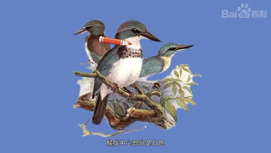 「秒懂百科」原来社会岛翡翠长这样