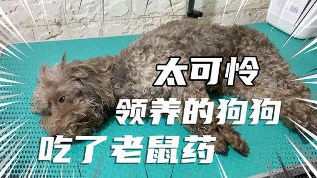 狗狗吃了老鼠药，主人带去医院也束手无策，可怜的狗狗奄奄一息