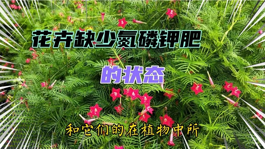 教你分辨花卉缺少氮磷钾肥的症状,明白后养什么花卉绿植都旺盛