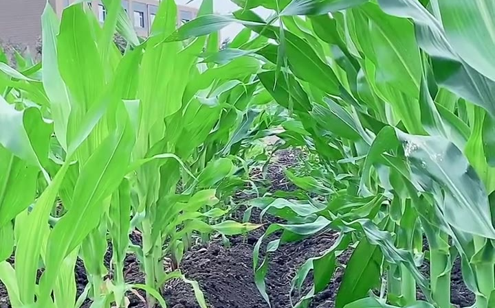 ...行数会受影响减产 玉米种植技术 叶面肥 分享农业知识帮农民增产增收