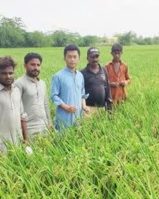 【中国小伙在巴基斯坦推广杂交水稻:前两年常中暑,衣服结盐粒】代英...