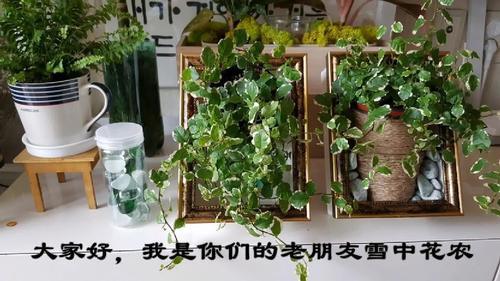 花卉DIY,这样制作动态植物相册,一盆花就这样简单的变成一幅画