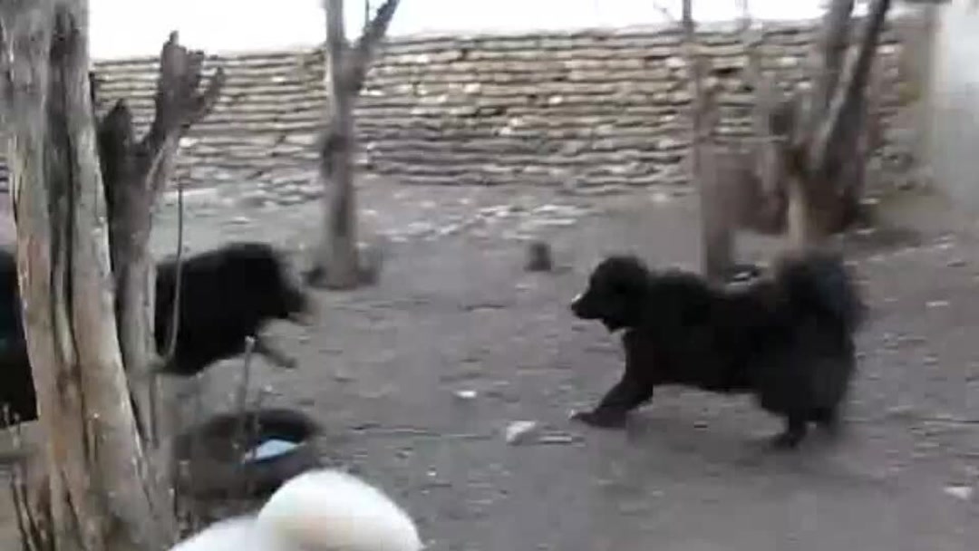 打架视频-藏獒打架 真实视频 高清