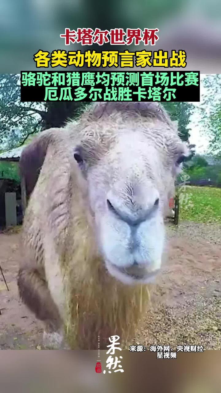 卡塔尔世界杯各类动物预言家出战 #卡塔尔对阵厄瓜多尔 预测