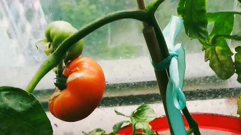 阳台上的番茄种植,已经开花结果了,就等着收获了