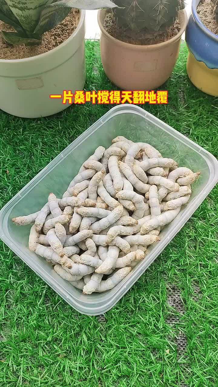 蚕宝宝成长记,一片桑叶搅得天翻地覆~
