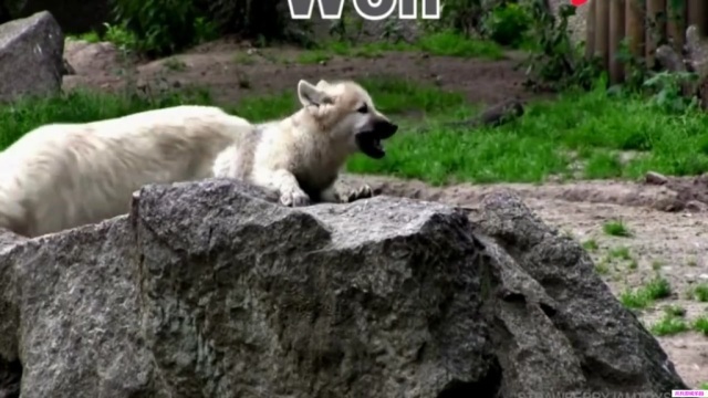 趣味动画动物世界动物动画认识各种陆地海洋动物