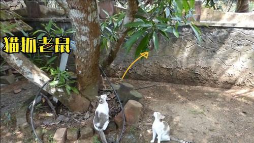 大型猫抓老鼠现场,这老鼠的智商号称天花板!