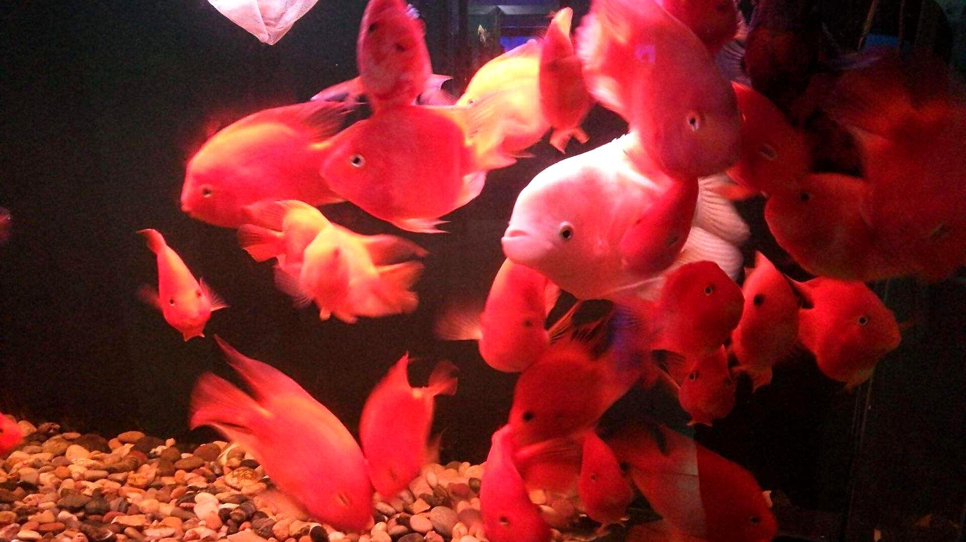 热带观赏鱼血鹦鹉,如何饲养才能保持完美体色呢?