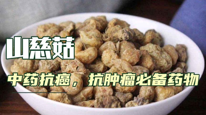 山慈菇有很多好处,却有一个功效很特别,很多人不知道的