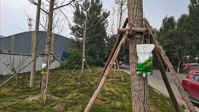 湖南株洲给行道树打点滴抗旱 树木枯死情况明显减少
