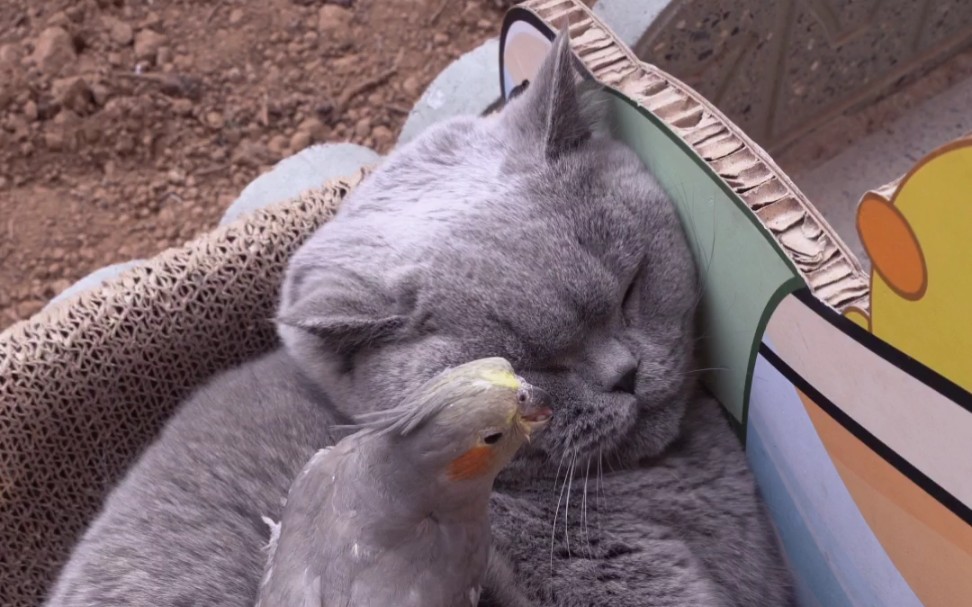 小猫咪睡觉,小鹦鹉玩它的胡子