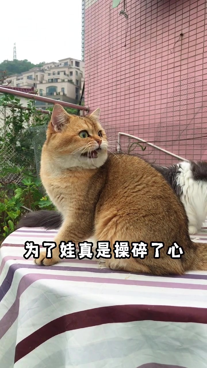 每个家庭都有一个守护天使,默默地守护着自己的家人...
