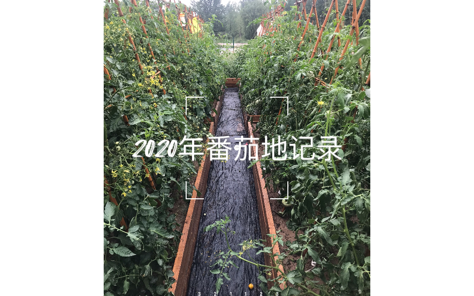 雪莉2020年番茄种植记录