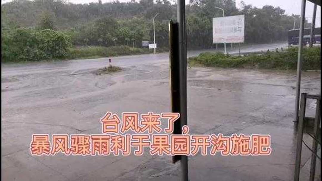 好雨知时节!#农业#施肥#水泡病#芒果#芒果病害#种植技术#农村