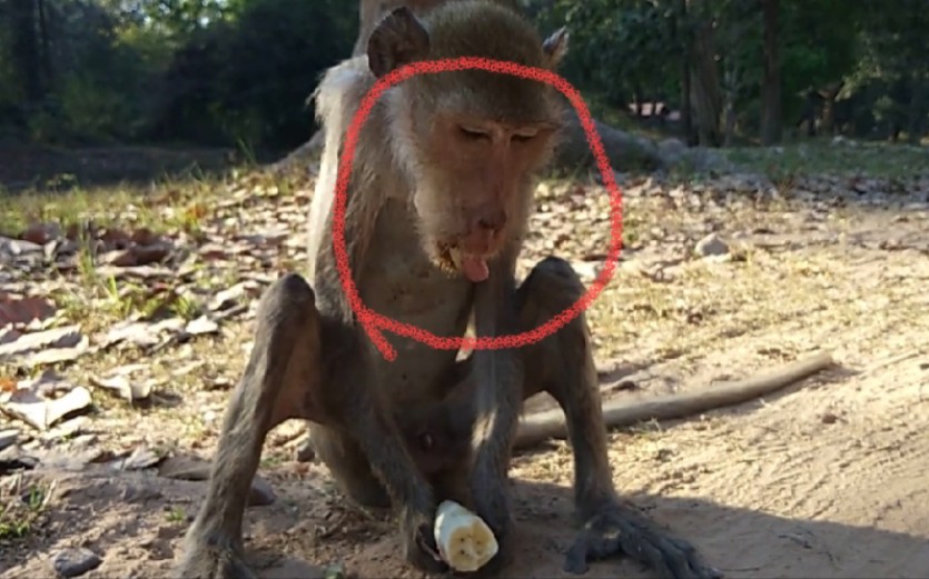 瘦猴子回归猴群后的日常记录8 差点被香蕉咽死