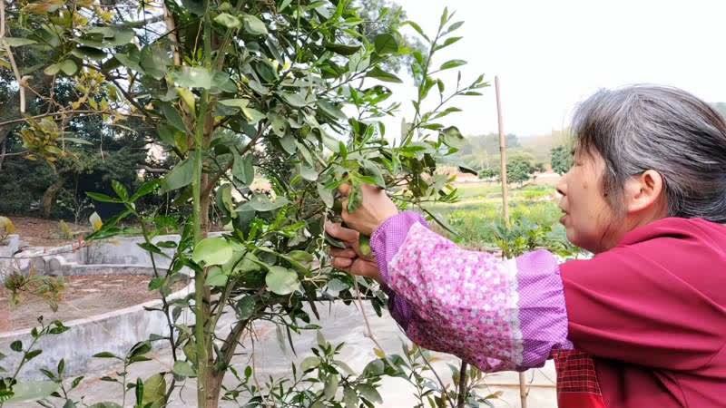 100天的婴儿感冒咳嗽了,婆婆给煲中草药洗澡,看看放了什么?