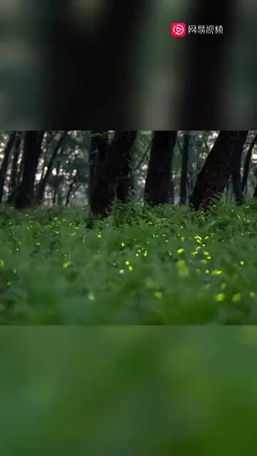 全国罕见一幕,它们带着光亮来了