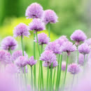 喜欢走在雨中的独行客 