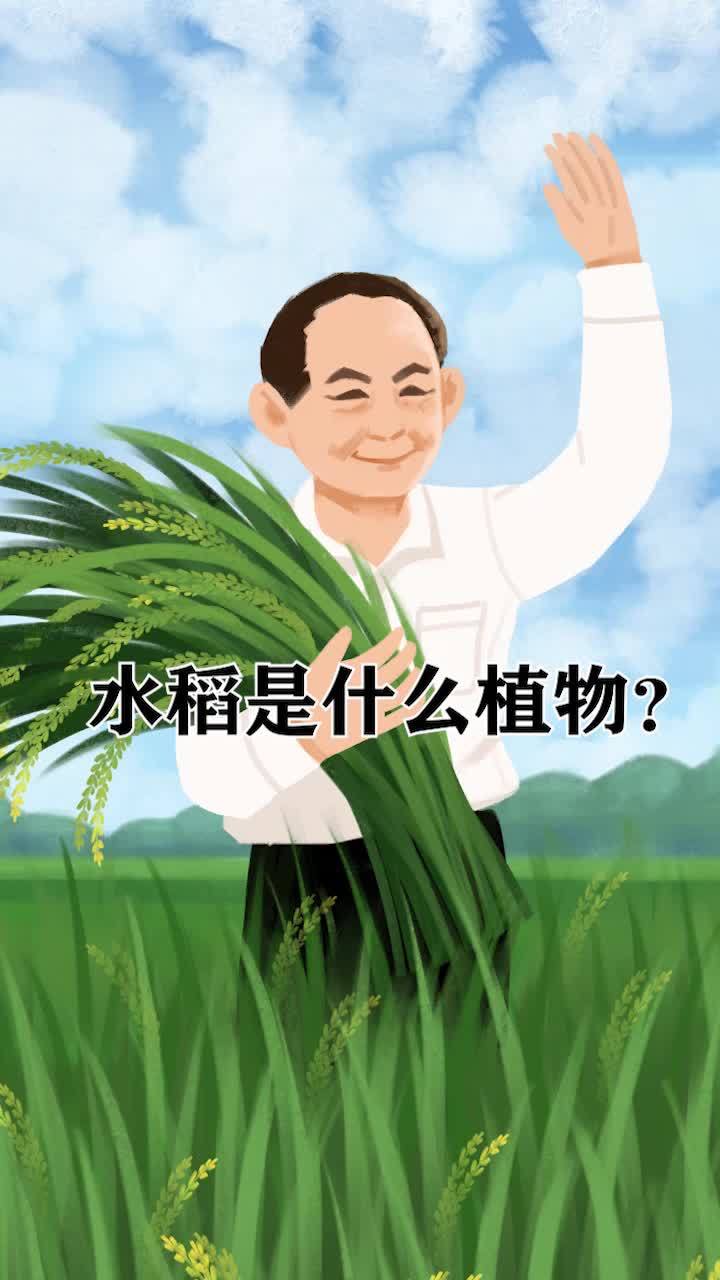 水稻是什么植物?水稻袁隆平科普涨知识十万个为什么