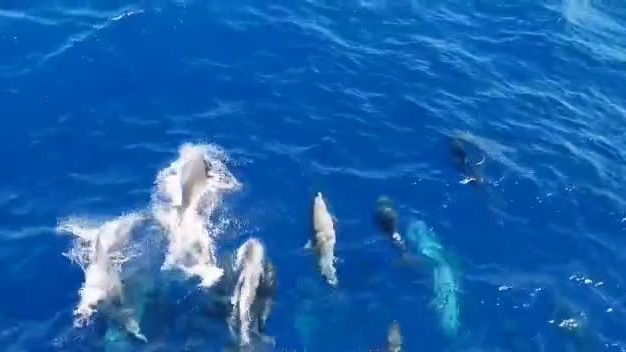 #海洋生物 #海豚 #海豚表演