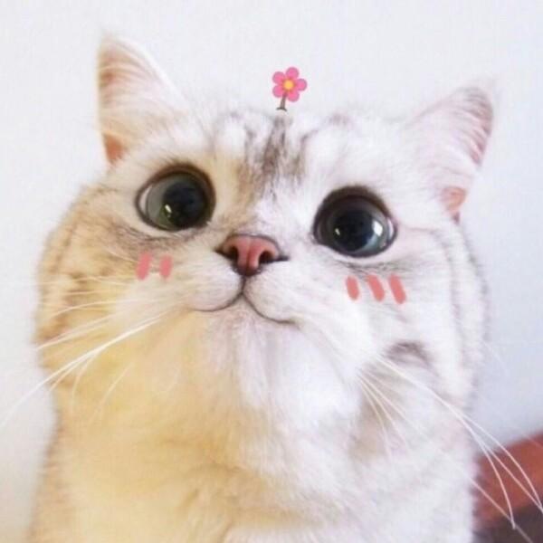 喵喵家族与大白 