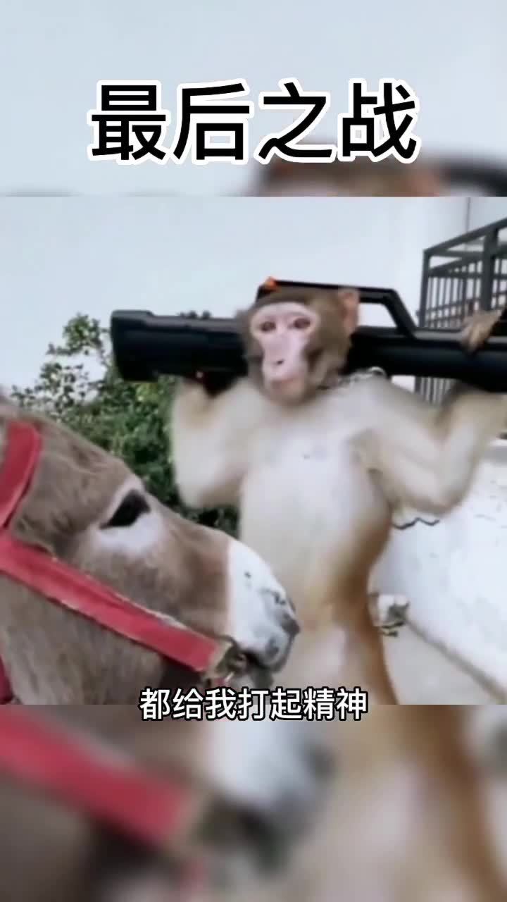 动物的终极战争#搞笑