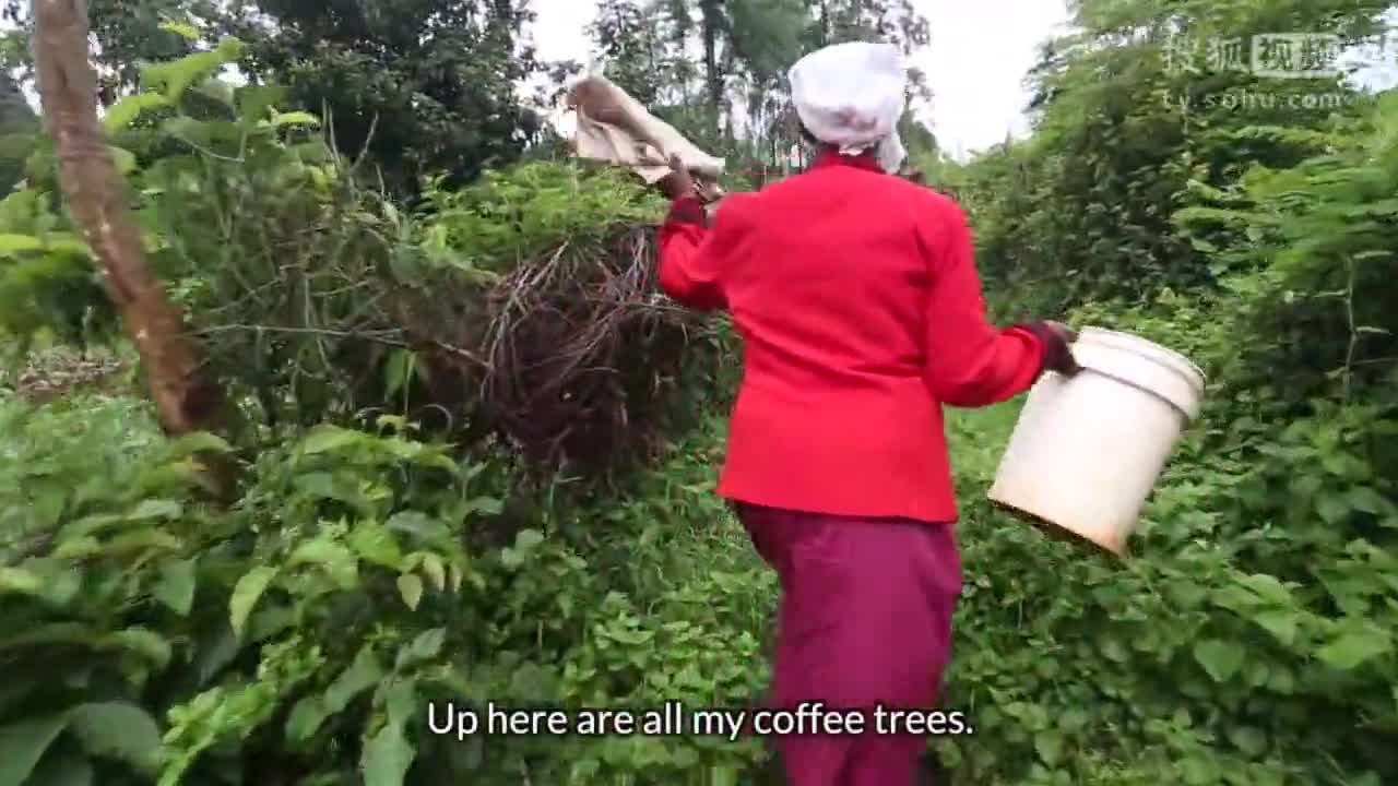 肯尼亚咖啡种植农采访纪实视频