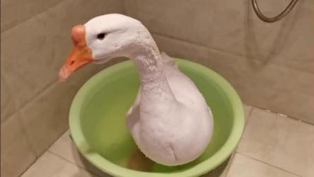 跨界物种习性大不同,大鹅洗澡嗨皮了,狗狗是啥情况?