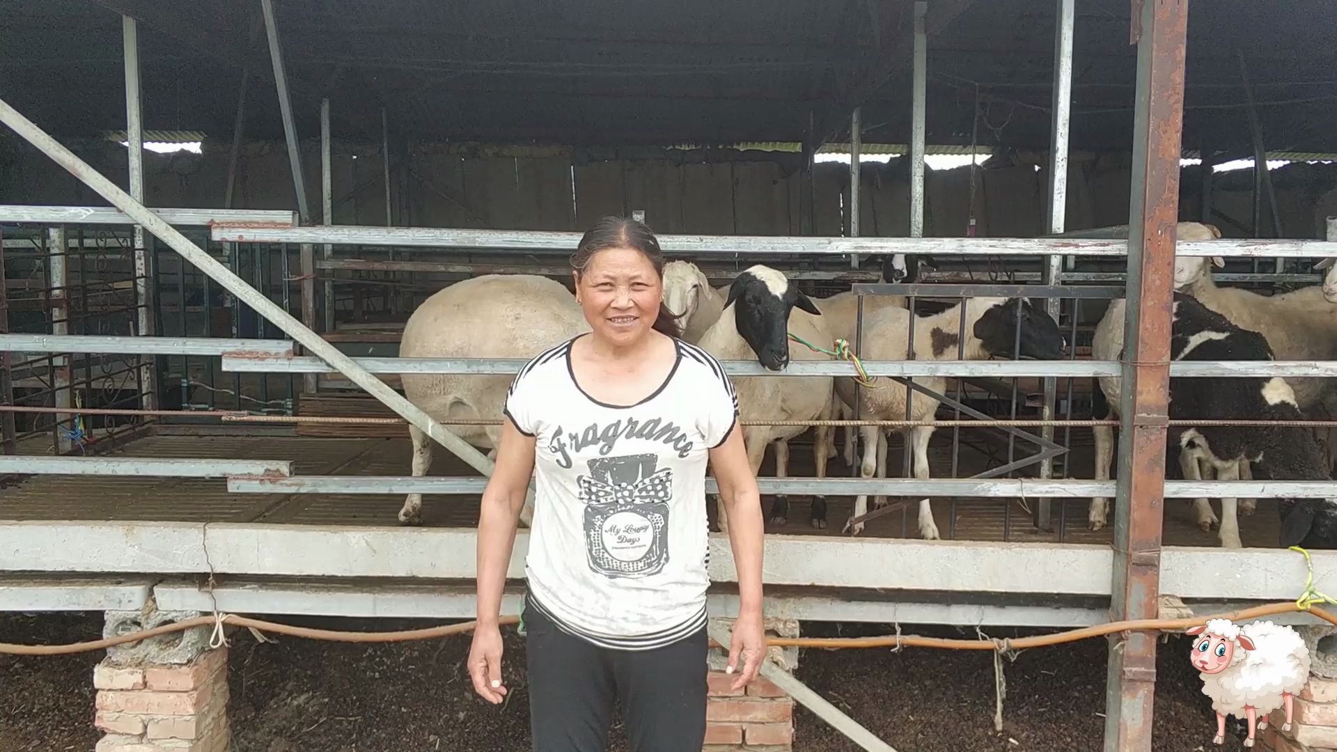 食用小苏打在养羊中的妙用