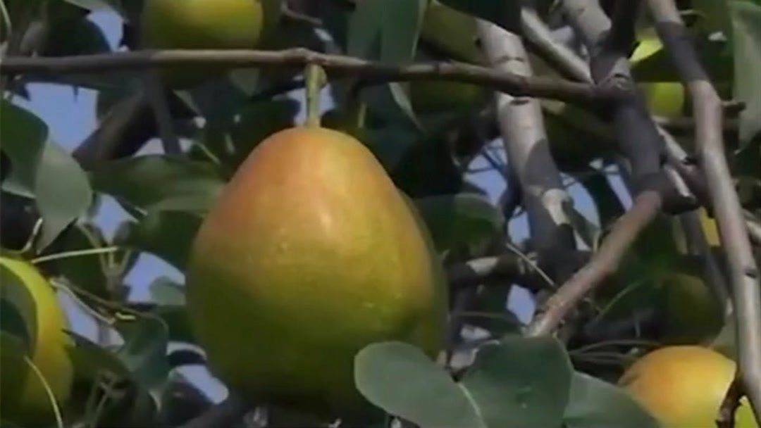 红香酥梨果实特征,以酥甜闻名、丰产稳产,受到果农们的追捧
