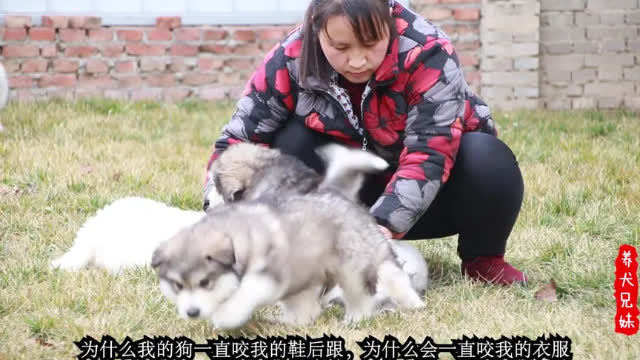 狗狗从小也要上课别笑,听完你就明白了