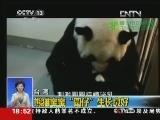 [视频]台湾:熊猫宝宝“圆仔”生长良好