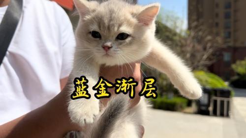 炙手可热的猫品种,"蓝金渐层"!一猫一价?品相决定价钱!