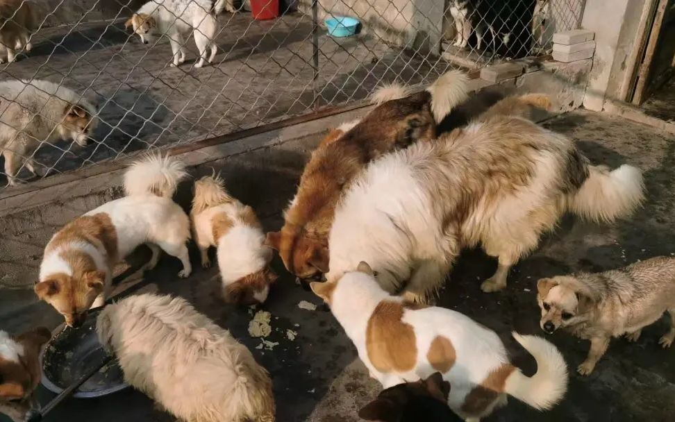 饼干肉汤加鸡蛋,最少加餐的老犬舍今天过节