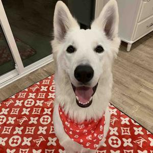 出国英语跟我学 