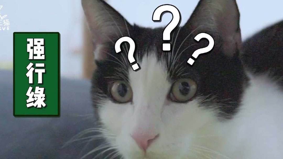 花花与三猫:主人给猫喂药,喂药器猛的一下塞进喉咙,猫咪一脸懵