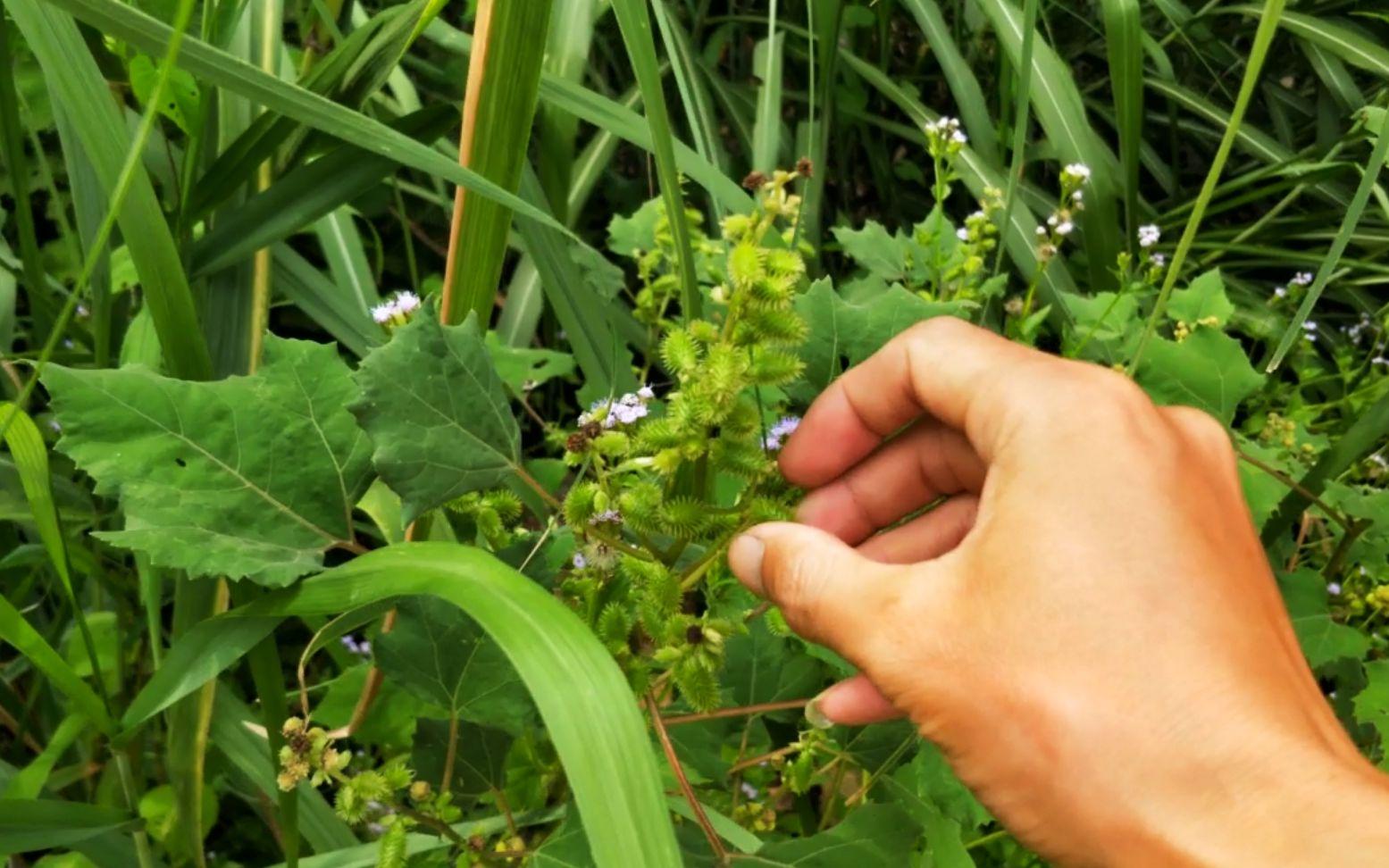 你小时候有没玩过这个东西?它叫苍耳,没想到它种子还有这种用处