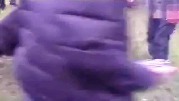 凶猛藏獒被比特犬活活咬死,百思不得其解