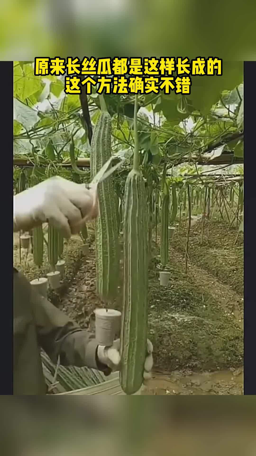 原来长丝瓜都是这样长成的这个方法确实不错