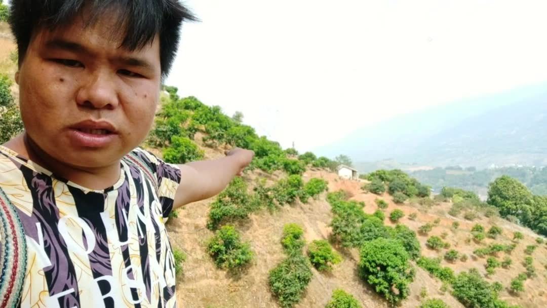 老李走进深山种植芒果,忘记了自己至今还单身,有喜欢种植的吗?