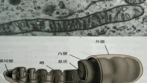 高中生物必修一细胞呼吸第二部分(版权为汉水丑生)#高中生物