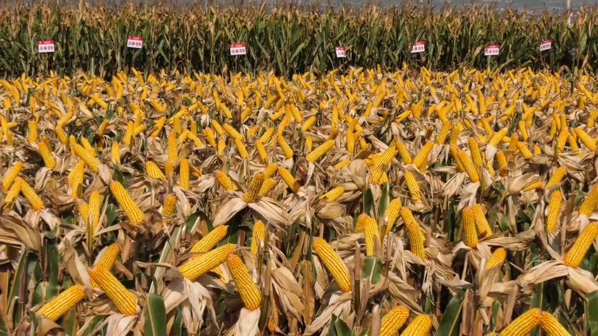 你离玉米爆品品种的距离还有多远?看看审定进度就知道了#三农