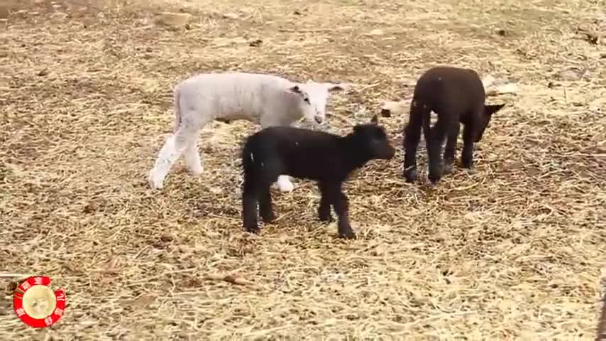 这小羊的叫声十分的怪异，都是呀，呀，的叫出声