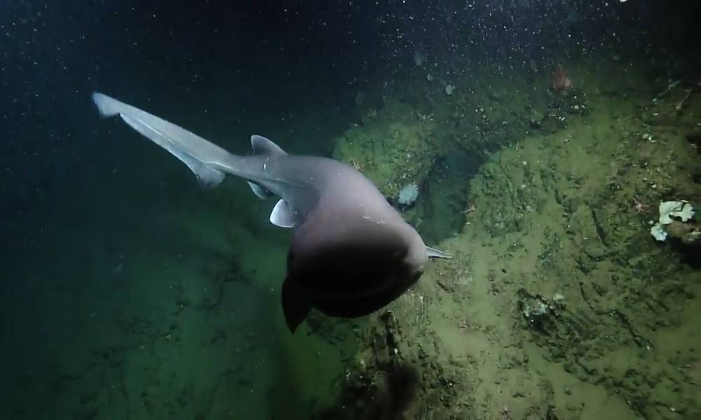 大海深邃而神秘,这几种奇特的海洋生物,你可能都没听说过