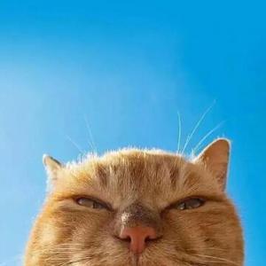 大坨猫 
